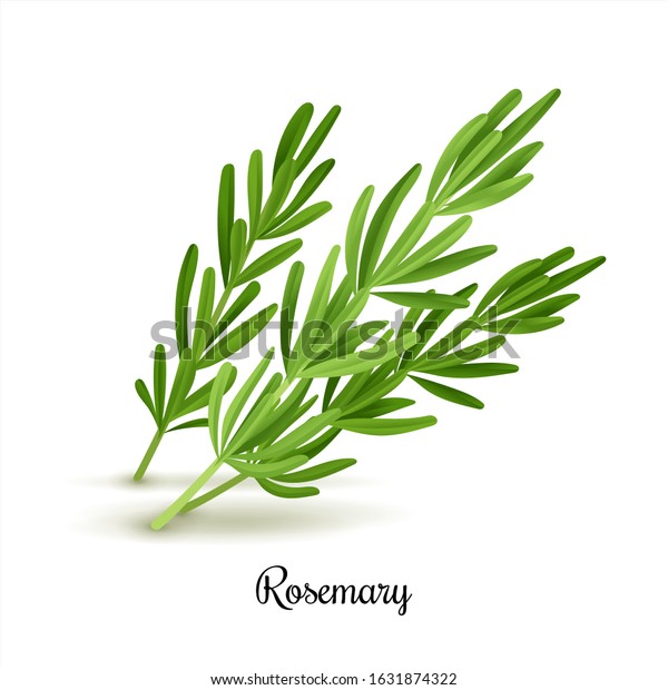 Rosemary Herb Vector Illustration Realistic Detailed Stock Vector ...