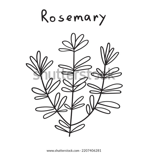 Rosemary Outline Vector Illustration On White Stock Vector (Royalty ...