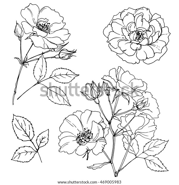 Roses line drawn on a white background. A set of garden flowers. Shrub ...