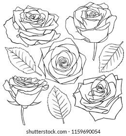 Roses Set Hand Drawn Stock Vector (Royalty Free) 1159690054 | Shutterstock