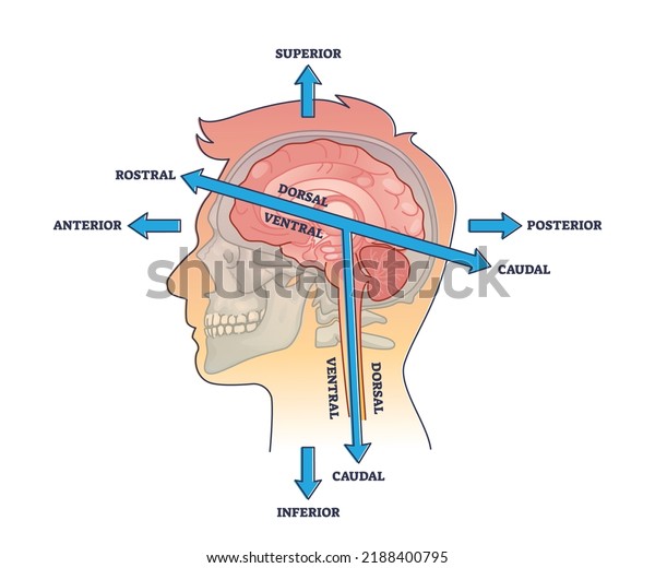 Description de l'axe de la tête : image vectorielle de stock (libre de ...