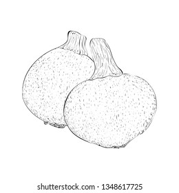 Round Gourd Hand Drawn Vector Stock Vector (Royalty Free) 1348617725 ...