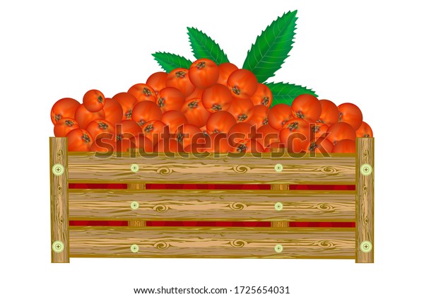 Rowan Box Isolated On White Background Stock Vector (Royalty Free ...