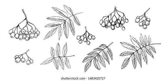 26,278 Rowan tree Stock Vectors, Images & Vector Art | Shutterstock