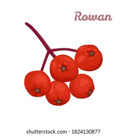 Rowan Tree Isolated On White Background Stock Vector (Royalty Free ...