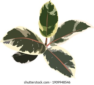 Rubber Plant Vectorized Personal Commercial Use Stock Vector (Royalty ...