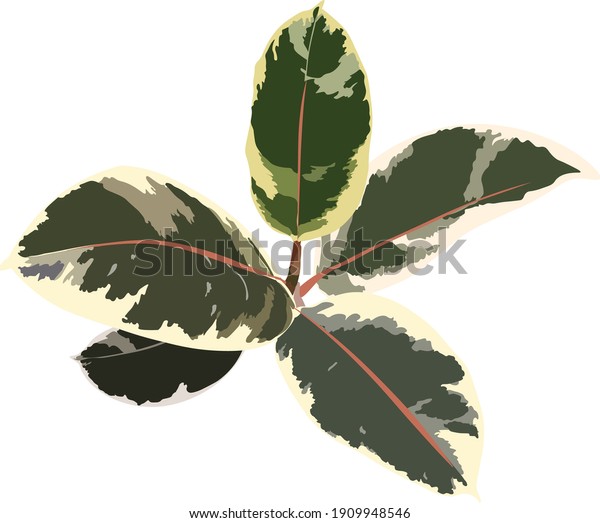 Rubber Plant Vectorized Personal Commercial Use Stock Vector (Royalty ...
