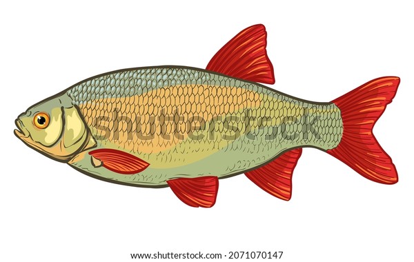 Rudd Fish Isolated On White Background Stock Vector (Royalty Free ...