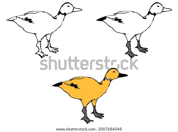 Ruddy Shelduck Variants Duck Drawing Linear Stock Vector (Royalty Free ...
