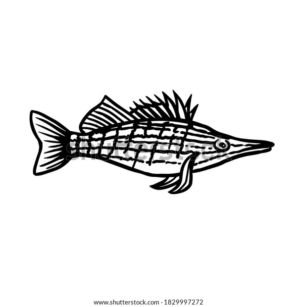 Ruff Fish Sketch Style Sea Animal Stock Vector (Royalty Free ...