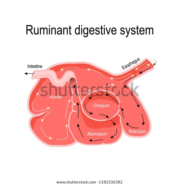 Ruminant Digestive System Crosssection Ruminant Stomach Stock Vector ...