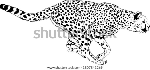 Running Cheetah Handdrawn Ink On White Stock Vector (Royalty Free ...