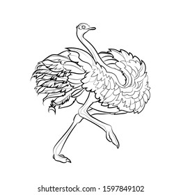 Running Ostrich Line Drawing Vector Illustration Stock Vector (Royalty ...