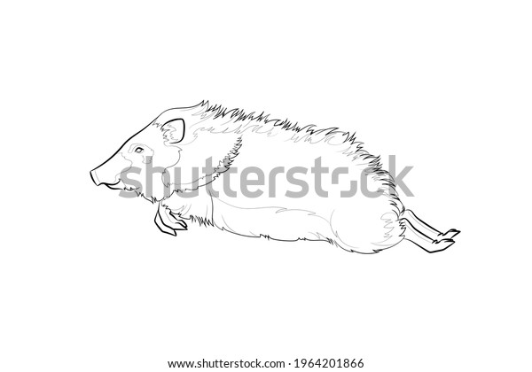 Running Peccary Line Drawing Black White Stock Vector (Royalty Free ...
