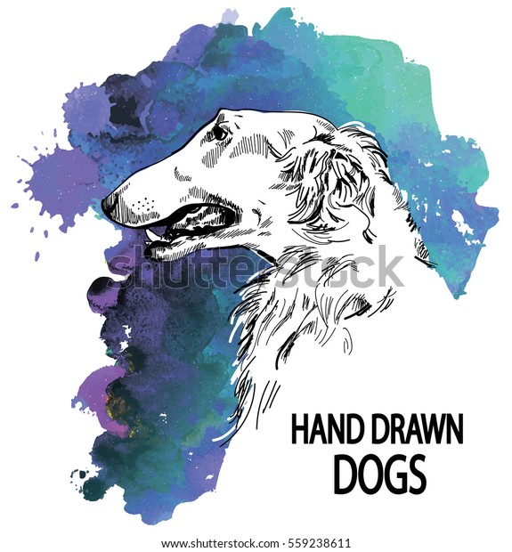 Russian Borzoi Drawing By Hand Vintage Stock Vector (Royalty Free ...