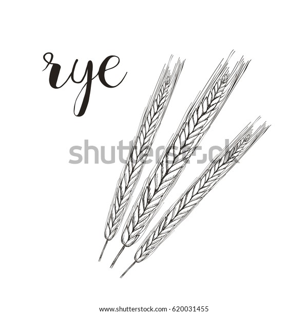 Rye Sketch Vector Illustration Rye Hand Stock Vector (Royalty Free ...