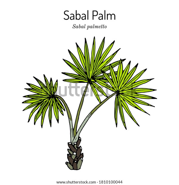 Sabal Palm Cabbagepalm Sabal Palmetto State Stock Vector (Royalty Free ...