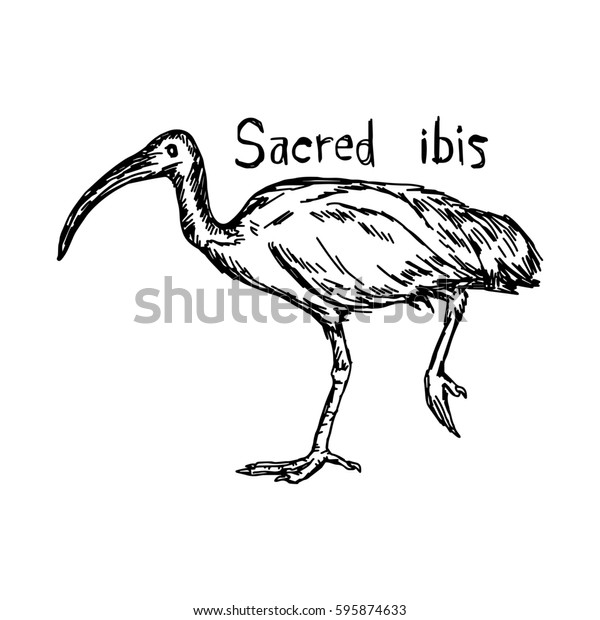 Sacred Ibis Vector Illustration Sketch Hand Stock Vector (Royalty Free ...