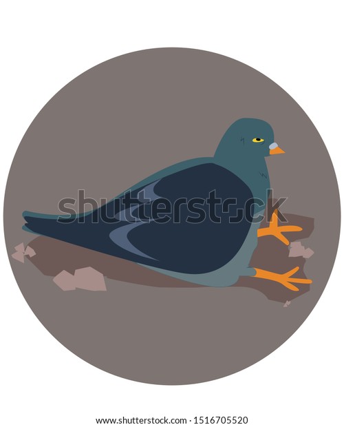 Sad Looking Sitting Pigeon Stock Vector (Royalty Free) 1516705520 ...