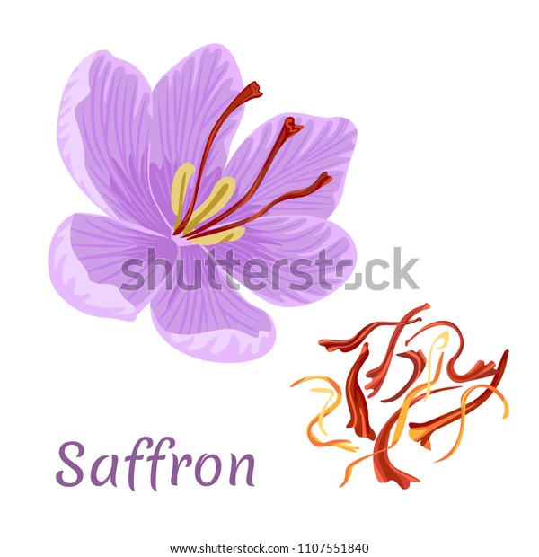 Saffron Flower Isolated On White Background Stock Vector (Royalty Free ...
