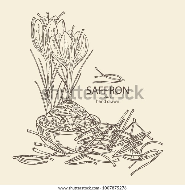 Saffron Flower Saffron Stamens Vector Hand Stock Vector (Royalty Free ...