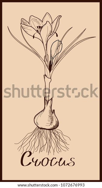 Saffron Flower Vector Drawing Hand Drawn Stock Vector (Royalty Free ...