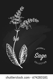 Sage Vector Wildflowers Collection Outline Style Stock Vector (Royalty ...