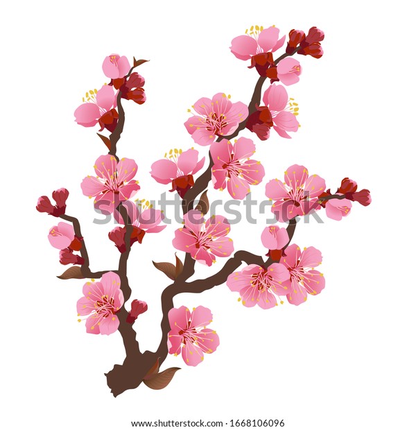 Sakura Branch Isolated On White Background Stock Vector (Royalty Free ...