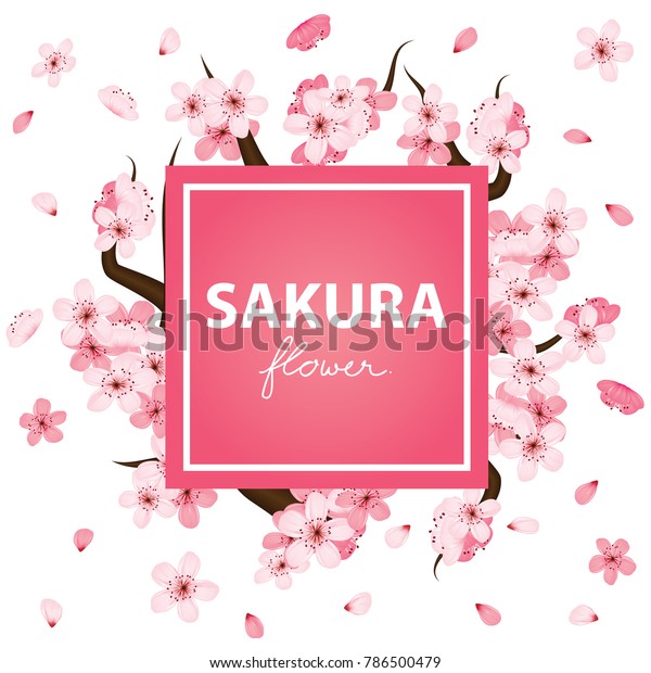 Sakura Flower Banner Vector Illustration Stock Vector (Royalty Free ...