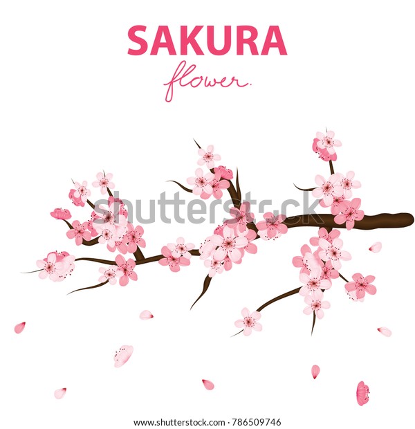 Sakura Flower Banner Vector Illustration Stock Vector (Royalty Free ...