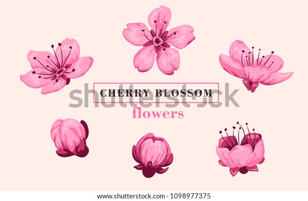 Conjunto de flores Sakura. Flor vetorial Sakura. Ilustração vetorial.