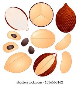 Salak Vector Illustration Set Whole Sliced Stock Vector (Royalty Free ...
