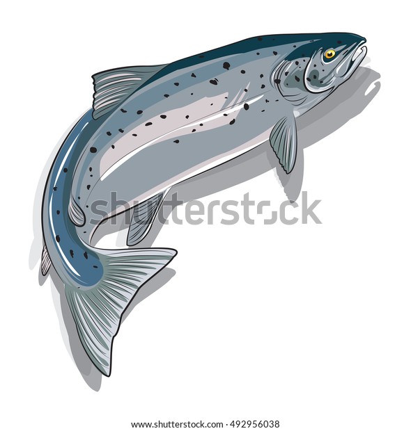 Salmon Vector Illustration Artwork Graphic Packaging Stock Vector ...