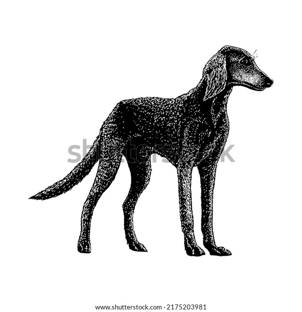 Saluki Hand Drawing Vector Illustration Isolated Stock Vector (Royalty ...