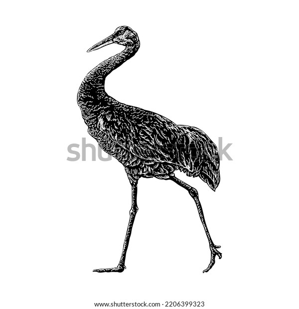 Sandhill Crane Hand Drawing Vector Illustration Stock Vector (Royalty ...