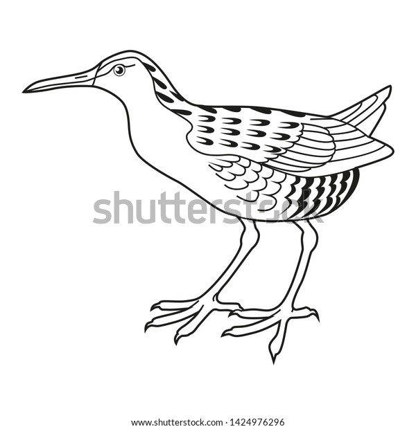 Sandpiper Vector Illustration Your Design Hand Stock Vector (Royalty ...