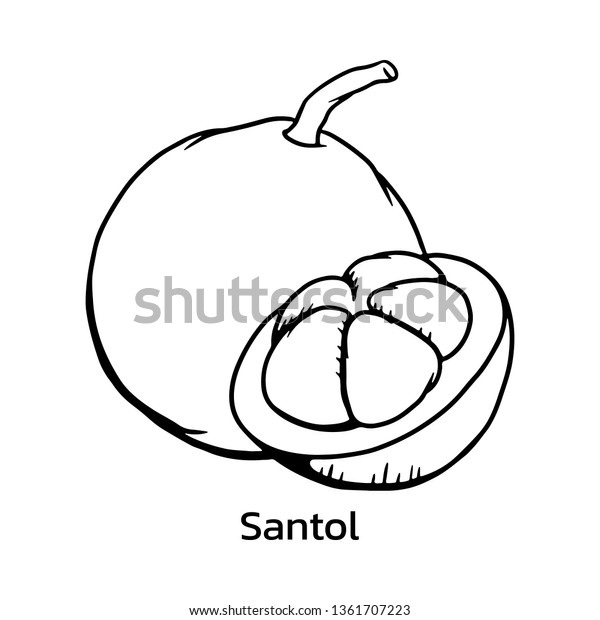 Santol Vector Illustration Santol Line Drawing Stock Vector (Royalty ...