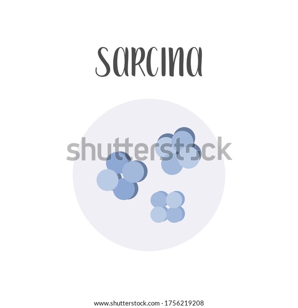 Sarcina Bacteria Classification Spherical Shapes Bacteria Stock Vector ...