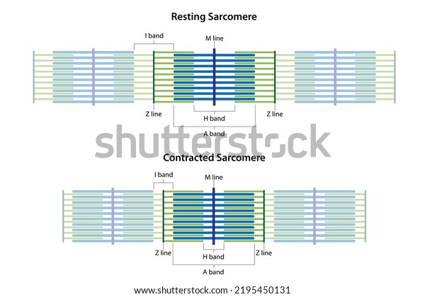 Sarcomeres Different Functional Stages Resting Contracted: เวกเตอร์ ...