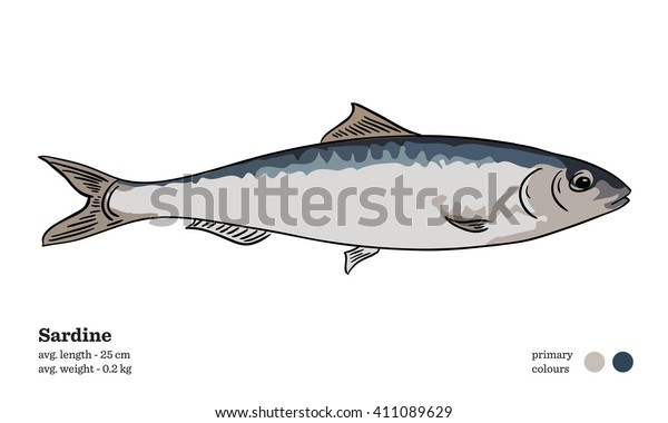 Sardine Fish Vector Illustration Stock Vector (Royalty Free) 411089629