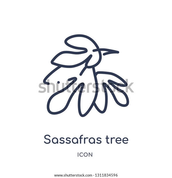Sassafras Tree Icon Nature Outline Collection Stock Vector (Royalty ...