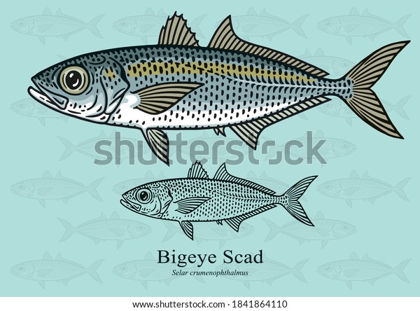 Scad Vector Illustration Refined Details Optimized: เวกเตอร์สต็อก (ปลอด ...
