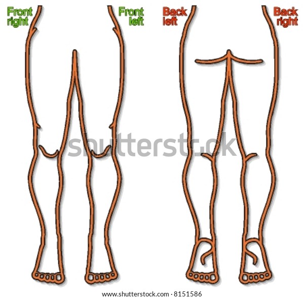 Scalable Lower Part Human Body Education Stock Vector (Royalty Free ...