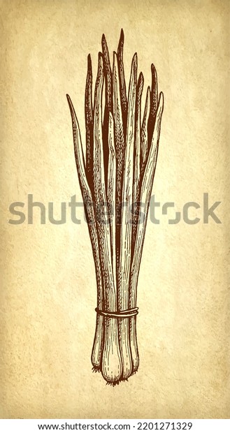Scallions Ink Drawing On Old Paper Stock Vector (Royalty Free ...