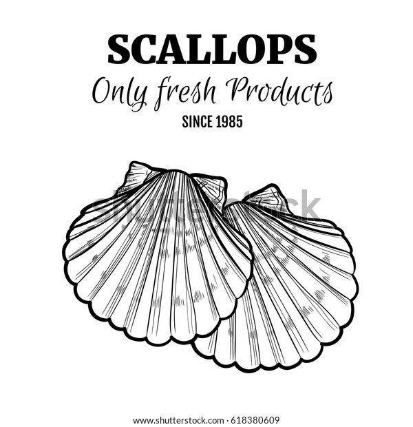 Sketch Of Scallop Coloring Pages