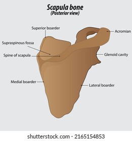 Scapula Bone Vector Drawing Labeled Diagram Stock Vector (Royalty Free ...