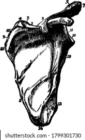 Collarbone Stock Vectors, Images & Vector Art | Shutterstock