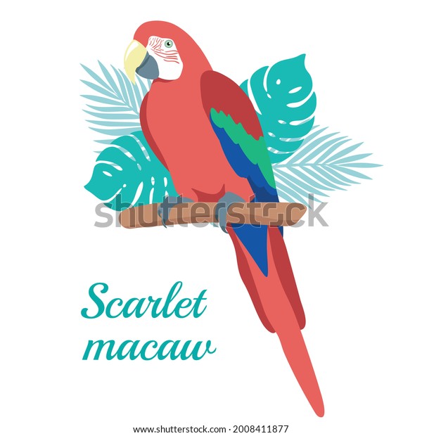 Scarlet Macaw Parrot Vector Illustration Cartoon Stock Vector (Royalty ...