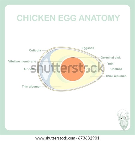 Schematic Chicken Egg Anatomy Stock Vector Stock Vector (Royalty Free ...