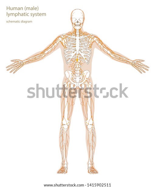 Schematic Diagram Human Lymphatic System Vector Stock Vector (Royalty ...